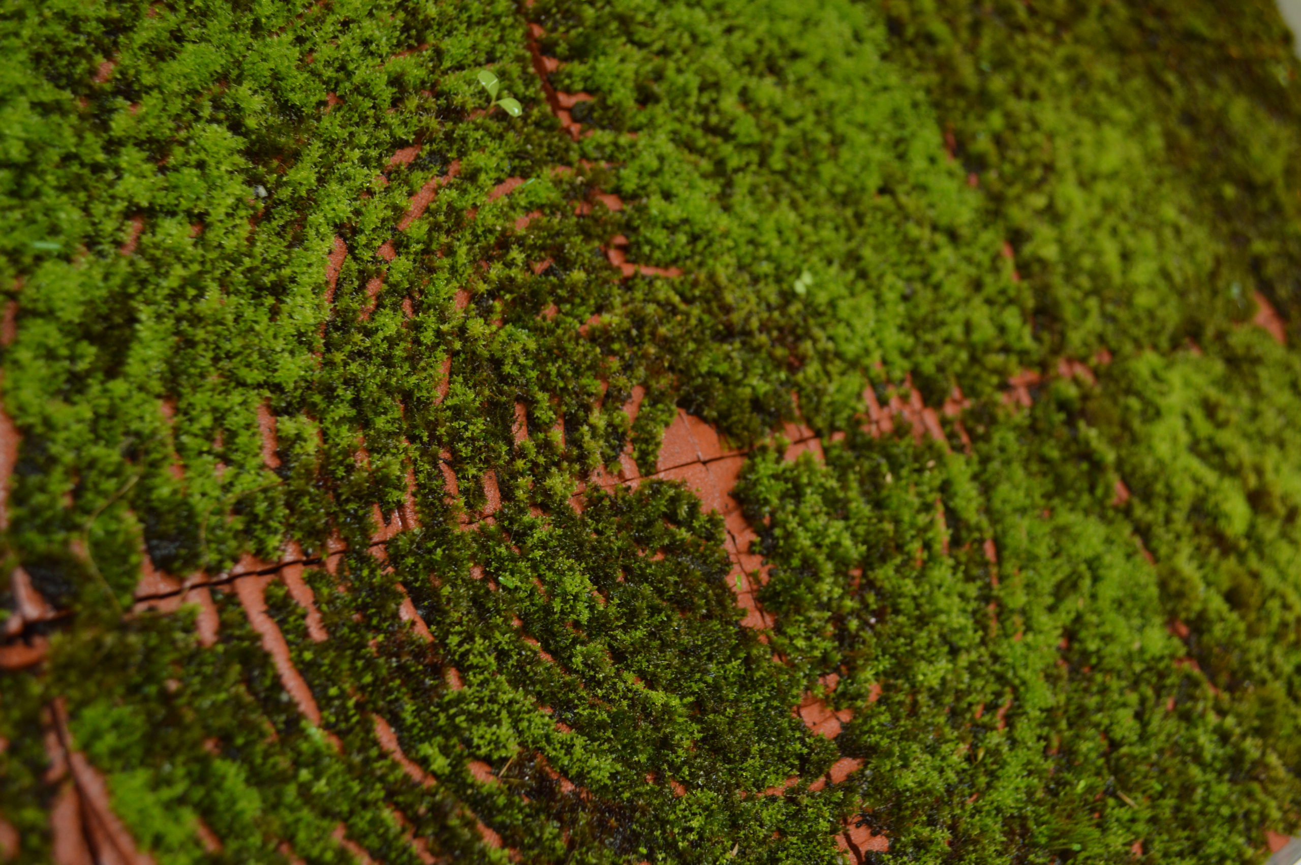 Poppy Pippin - Young Innovators 22/23 Bios - Innovate UK Business Connect