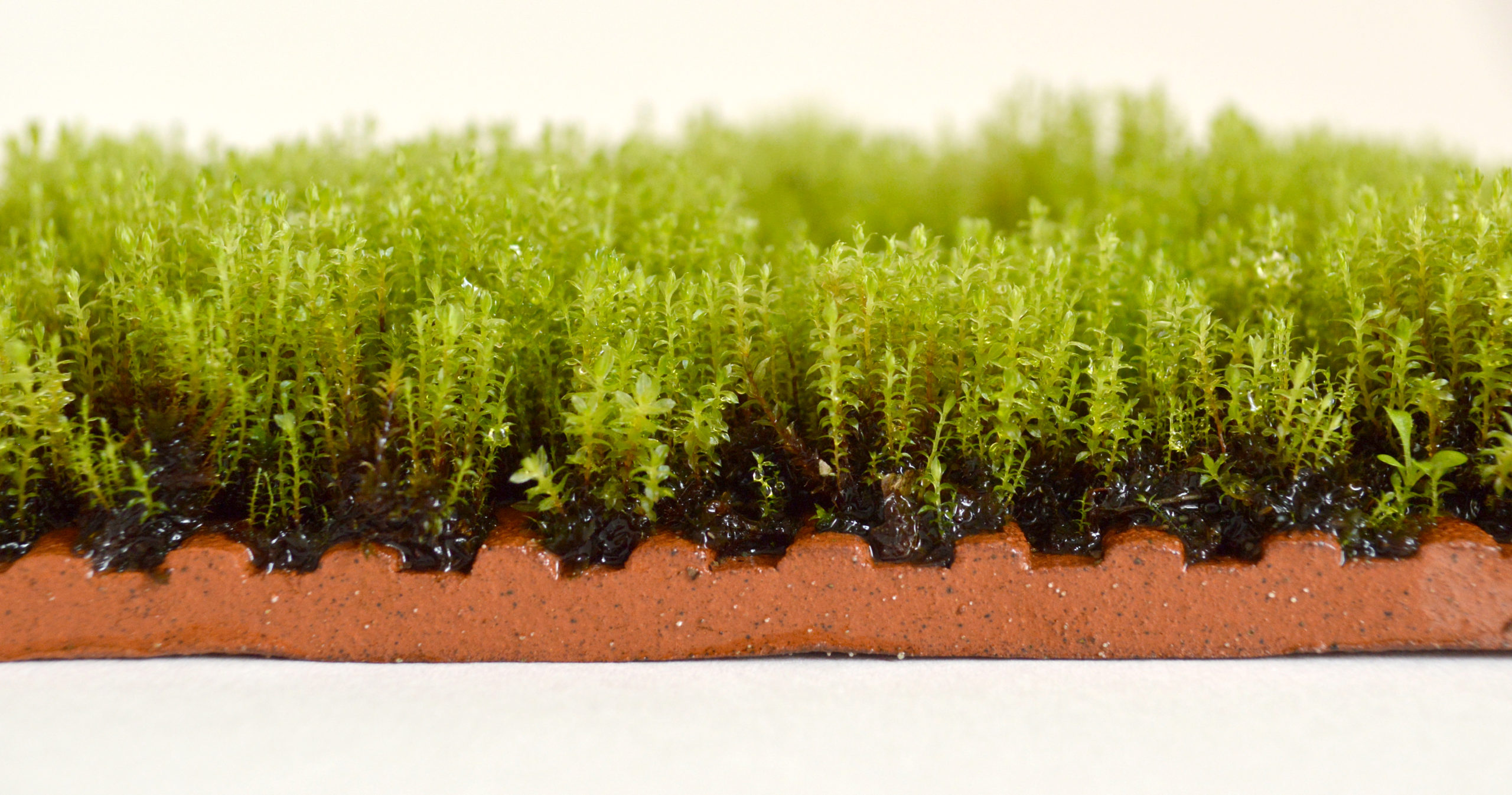 Poppy Pippin - Young Innovators 22/23 Bios - Innovate UK Business Connect