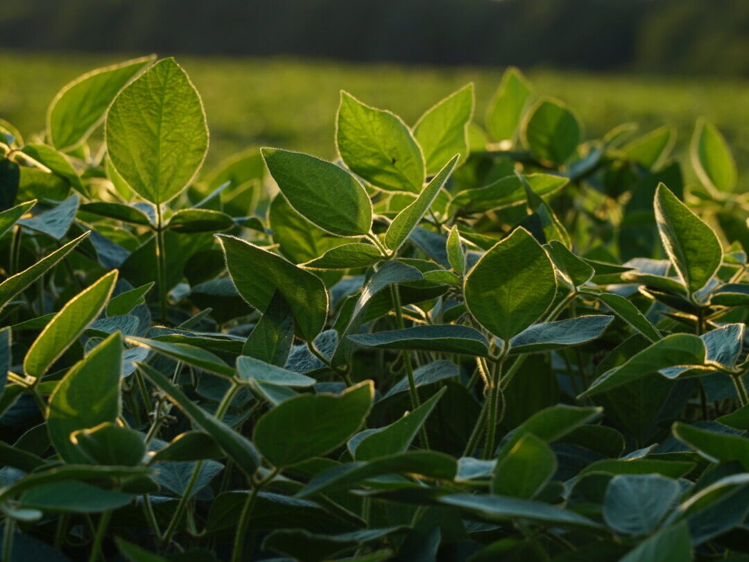 Developing microbial inoculants - Innovate UK Business Connect