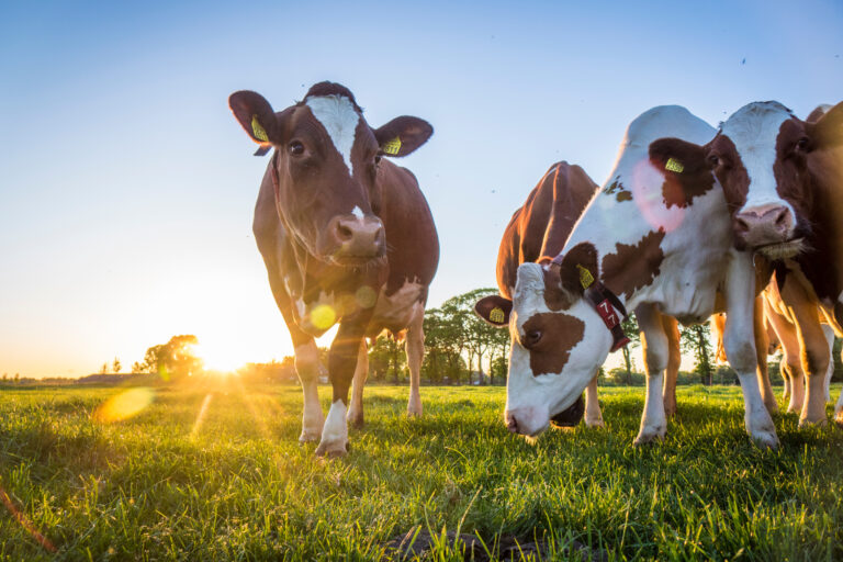Farmed animal and aquaculture SPARK Award winners announced - Innovate ...